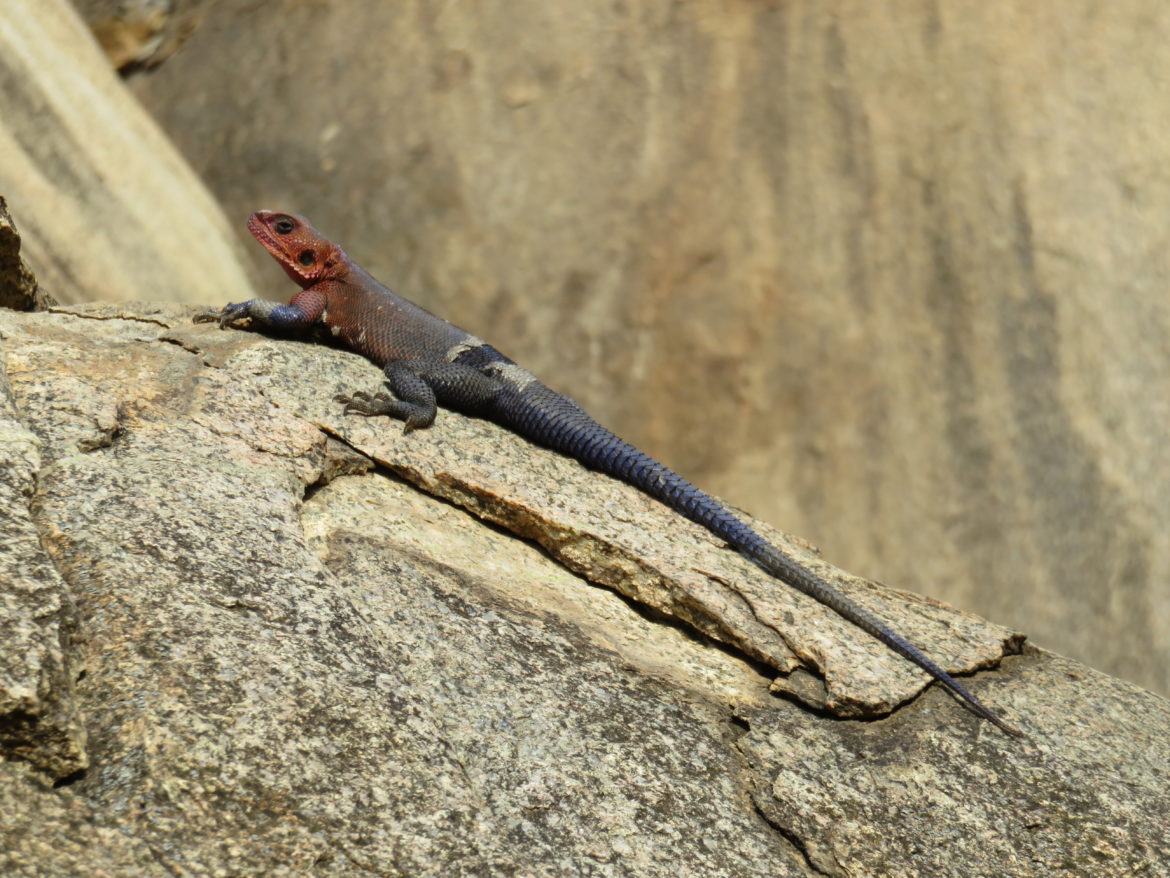 Africa Tanzania Agama Lizard Serengeti Photograph By Ralph H Bendjebar