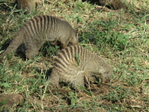 Photo Journal: Tanzania Safari in 7 Days