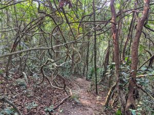 Hiking Minh Dam Mountain - An Easy Day Hike Near Vung Tau, Vietnam