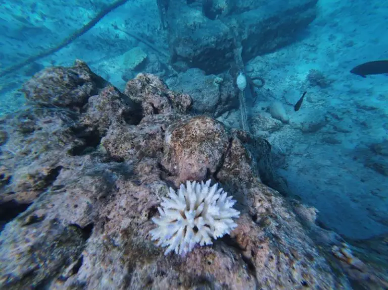What to Do on Maldives’s Fulidhoo Island Besides Beaches
