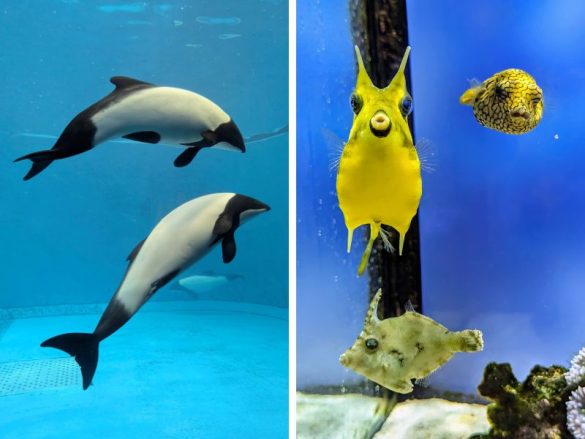 Visiting Toba Aquarium in Toba, Japan