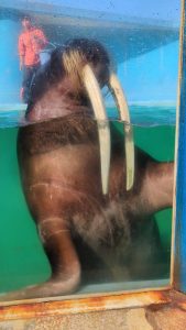 11 Fun Things to Do in Otaru, Hokkaido, Japan